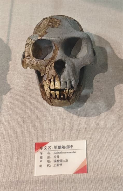 Ardipithecus Ramidus Know Your Mammals
