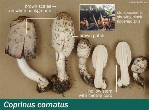 Coprinus Mushroom Labeled