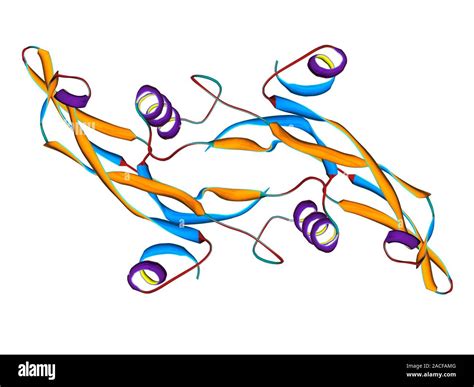 Tgf Beta Three Molecule Molecular Model Showing The Secondary