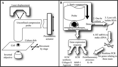 Cca For Studying Single Cell Gene Response To Unconfined Compression Download Scientific