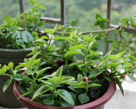 牡丹吊兰和穿心莲是一种植物吗
