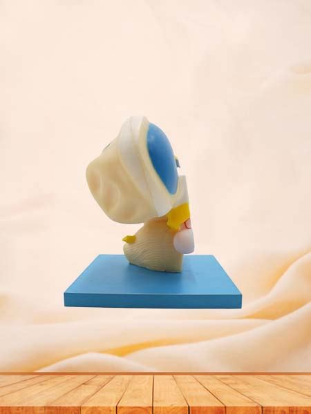 Diencephalon Telencephalon Thalamus Model Meiwo Science Co Ltd