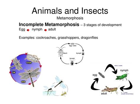 Ppt Plant And Insect Life Cycles Powerpoint Presentation Free