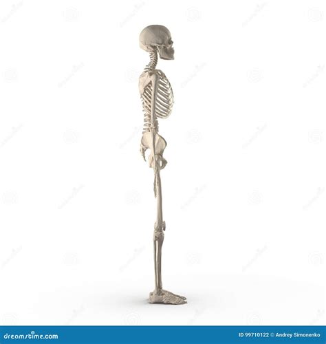 3d Illustration With Female Skeleton Isolated On White Side View