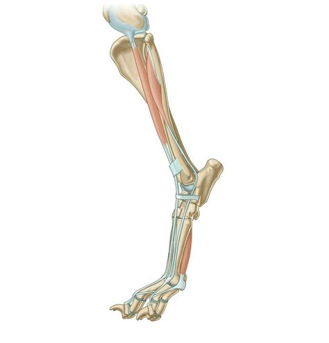 Anatomy Of The Extensor Digitorum Communis Muscle Eve
