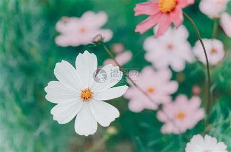 粉红和的宇宙花朵开在绿地时髦的调粉红宇宙花高清图片下载 正版图片307037442 摄图网