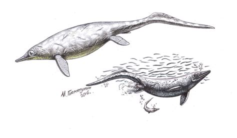Chaohusaurus Geishanensis By Xiphactinus On Deviantart