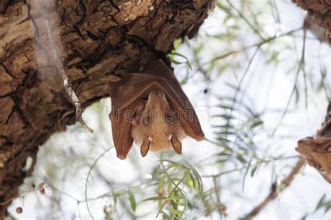 Epauletted Fruit Bat In A Tree In Northern Ethiopia The Species Could