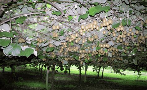 Growing Kiwi Trees Plants And Vines In Your Garden