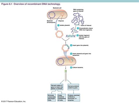 Recombinant Dna Technology Ppt Download