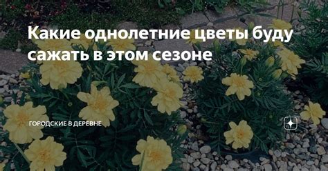 Какие однолетние цветы буду сажать в этом сезоне Городские в деревне