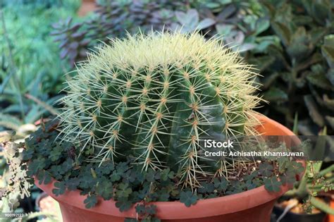 범위의 갈색 냄비에 성장 하는 선인장 두께 다 육 줄기 쪽이 일반적으로 가진 다 즙 식물 0명에 대한 스톡 사진 및 기타 이미지 Istock