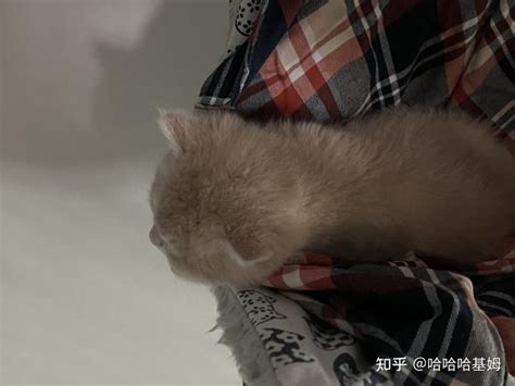 医生下达病危通知2月龄紫金渐层得了猫瘟 冠状病毒死里逃生是种什么体验 知乎