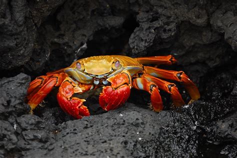 キトサンの効果とはどんなものに含まれているキチンとの違いも知ろう Hapila ハピラ