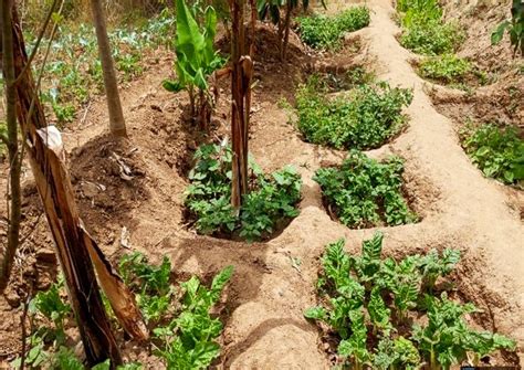 Transforming Kenyan Drylands With Climate Resilient Farming