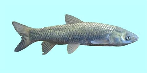 Grass Carp Fish