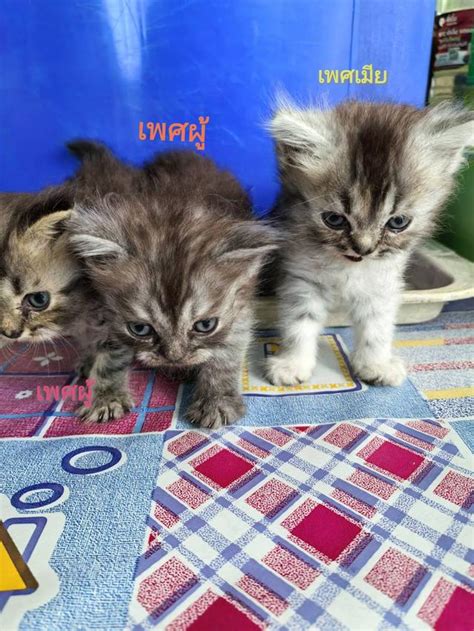 ลูกแมวเปอร์เซีย สีเทาลายเสือ 45วัน ผู้2 เมีย1 พัฒนาการตัดใหม่ Ennxo