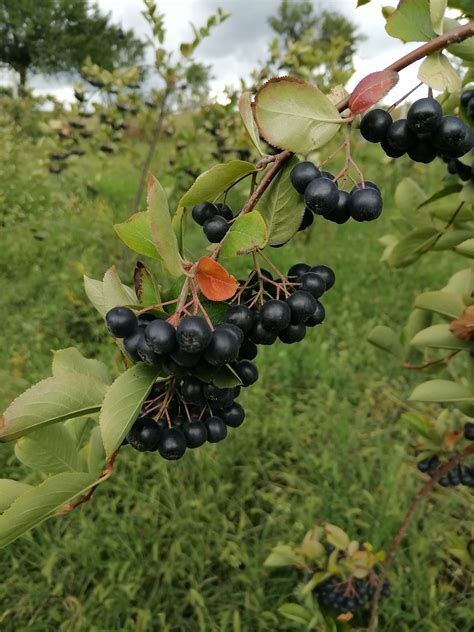 Top 🎉 ВИКЕНД ПОНУДА ЗА ПОДГОТОВКА НА НАЈВКУСНАТА ЗИМНИЦА ДОСЕГА 🎉 Само овој викенд
