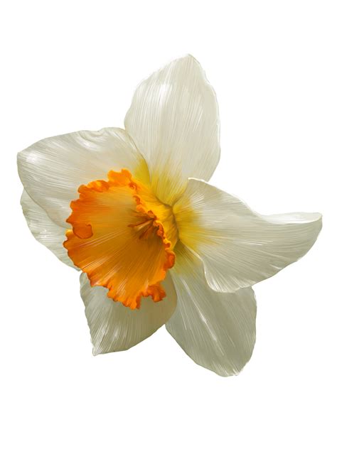 Daffodil Side View Closeup Realistic Illustration Isolated 13399810 Png