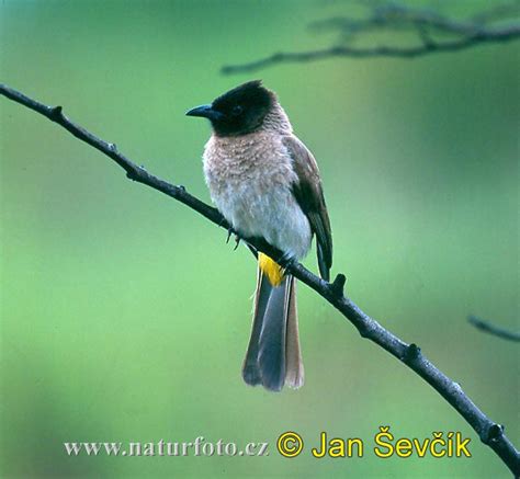 Vogel Bilder Vogel Fotos NaturFoto