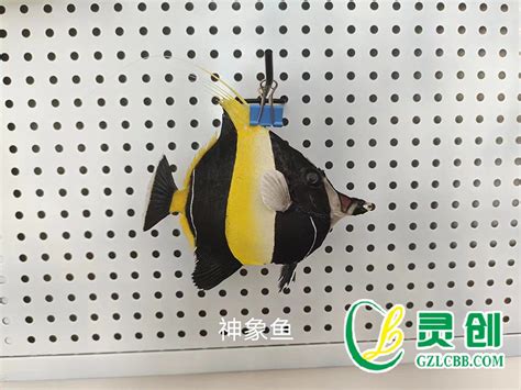 神象鱼标本 广东灵创展览展示有限公司 广州灵创标本文教用品有限公司