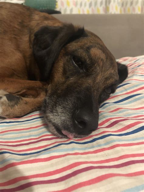 Half Sleeping Bloop Scrolller