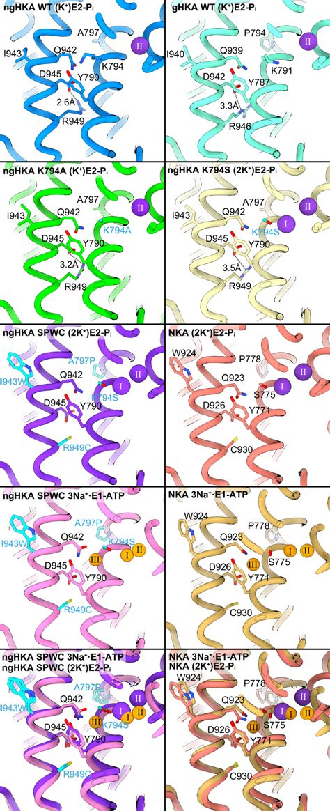 A Salt Bridge Between Asp945 And Arg949 Of NgHKA Close Up Views Of The