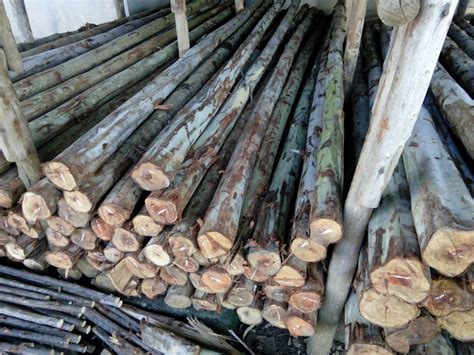 ไม้เข็มยูคาทุกขนาด ความยาว 3 4 5 6 เมตร