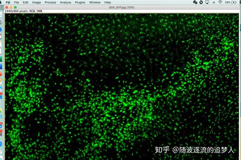 如何用image J做免疫荧光细胞计数分析mac版本） 知乎