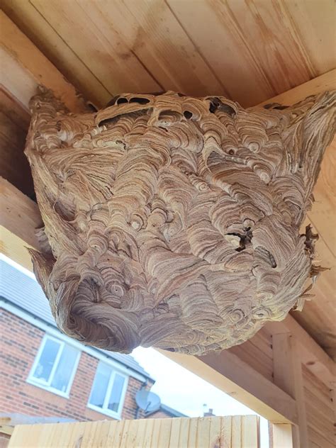 Wasp Nest Treatment Your Pest Assassin