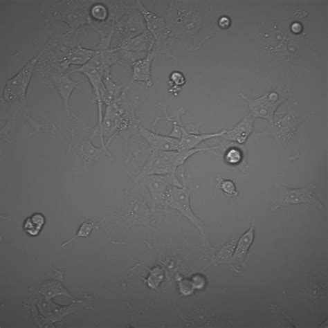 40X cos-7 | COS-7 cells. 40X magnification. Fluoview confoca… | Flickr