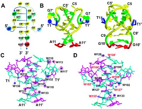 The Structural Features Of Dtccg3a I Motifs A Schematic Diagram Of