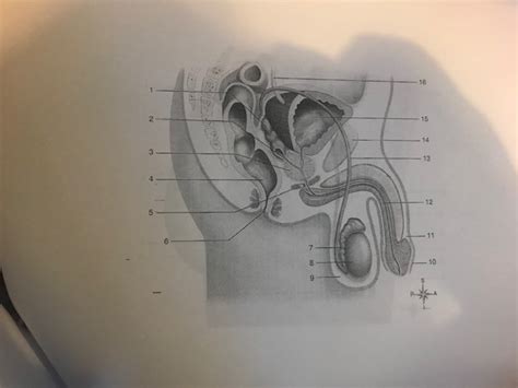 LAB PRACTICAL Diagram Quizlet