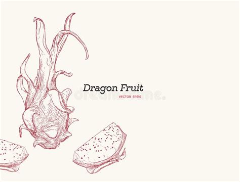 Hand Drawn Exotic Colorful Fruits Engraved Style Illustration Stock
