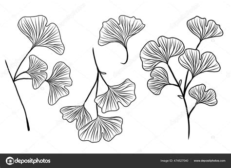 Ginkgo Biloba Hand Drawn Collection Branches Plants Stock Vector By