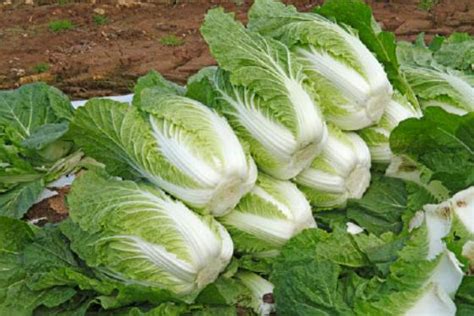 烤红薯是甲状腺结节“诱发剂”？医生：不想结节缠身，2种食物也要少吃东方养生频道东方养生
