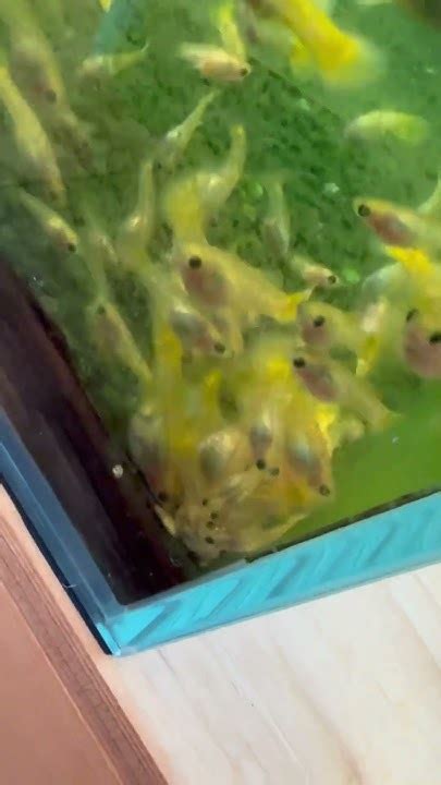 취미로 키우는 몽키바나나 Youtube