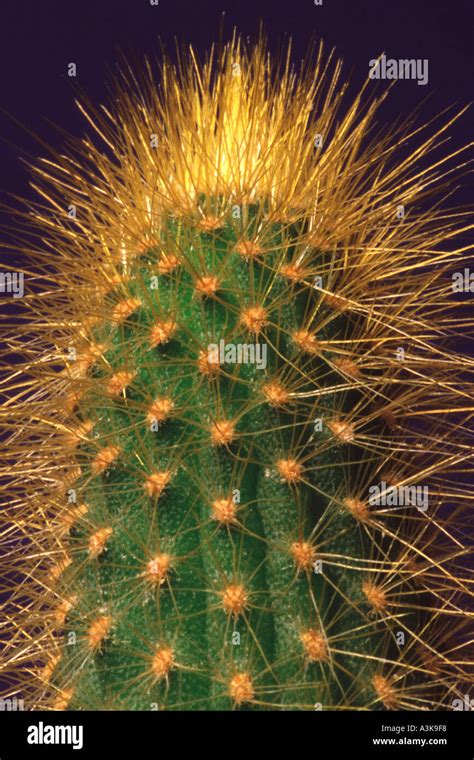 Austrocephalocereus dybowskii Stock Photo: 1997303 - Alamy