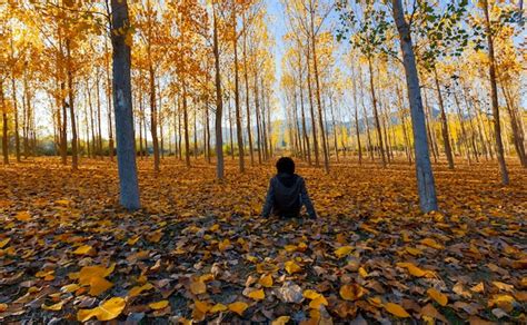 Premium Photo Poplar Trees And Autumn Colors