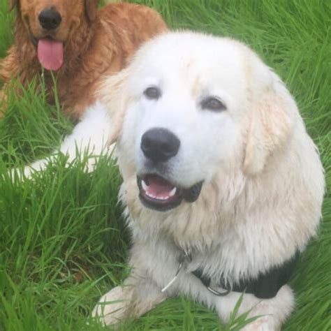 Carsten Meyer Medgate Basel Research Profile