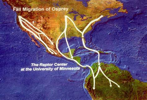 Migration