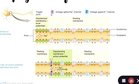 Aandp I Understanding Propagation And Stimulus Intensity In Neuroscience Flashcards Quizlet