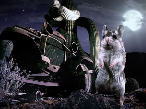 Bbc One Hidden Kingdoms Grasshopper Mouse