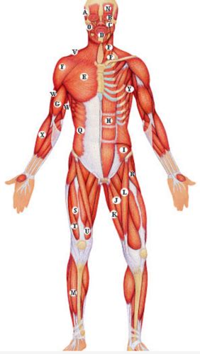 Anatomy Anterior View Of Whole Body Figure 1 Labeling Flashcards