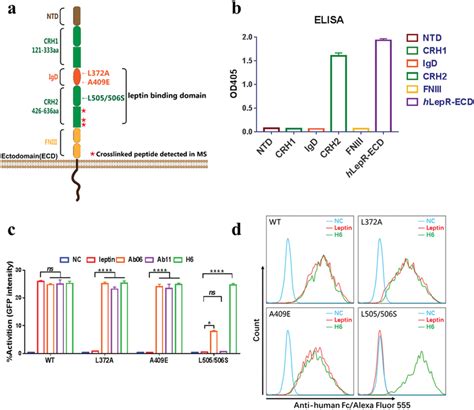 Comparison Of Epitope Regions Of Lepr For Leptin And H6 A Schematic