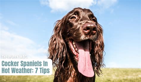 Cocker Spaniels In Hot Weather 7 Tips For Summer The Puppy Mag