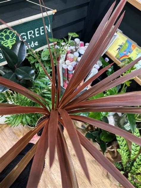 Geb Green Cordyline Paso Doble Small And Green