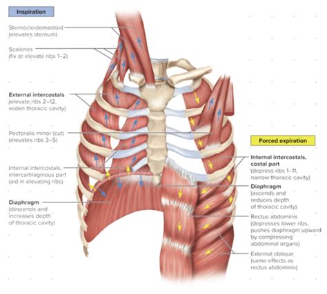 22 2 Pulmonary Ventilation Flashcards Quizlet