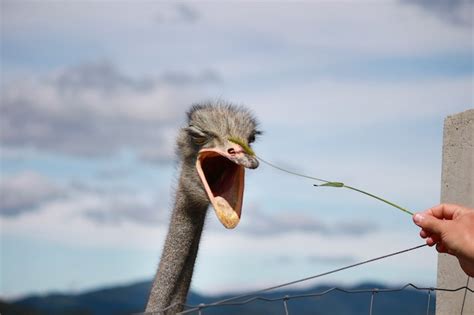 Premium Photo Funny Ostrich Face With Angry Annoyed Expression