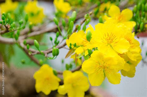 Macro A Ochna Integerrima Integerrima Branch The Flowers Of Tra Stock